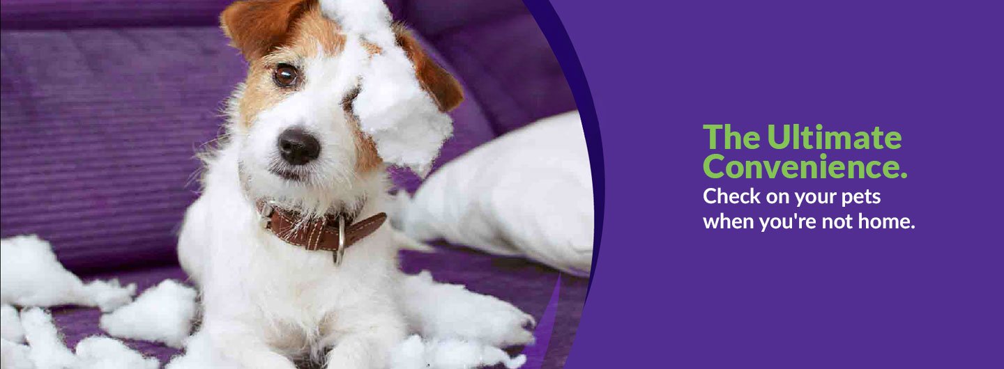 Home Alarm Systems from €199 | Action24 | Monitored Alarm System