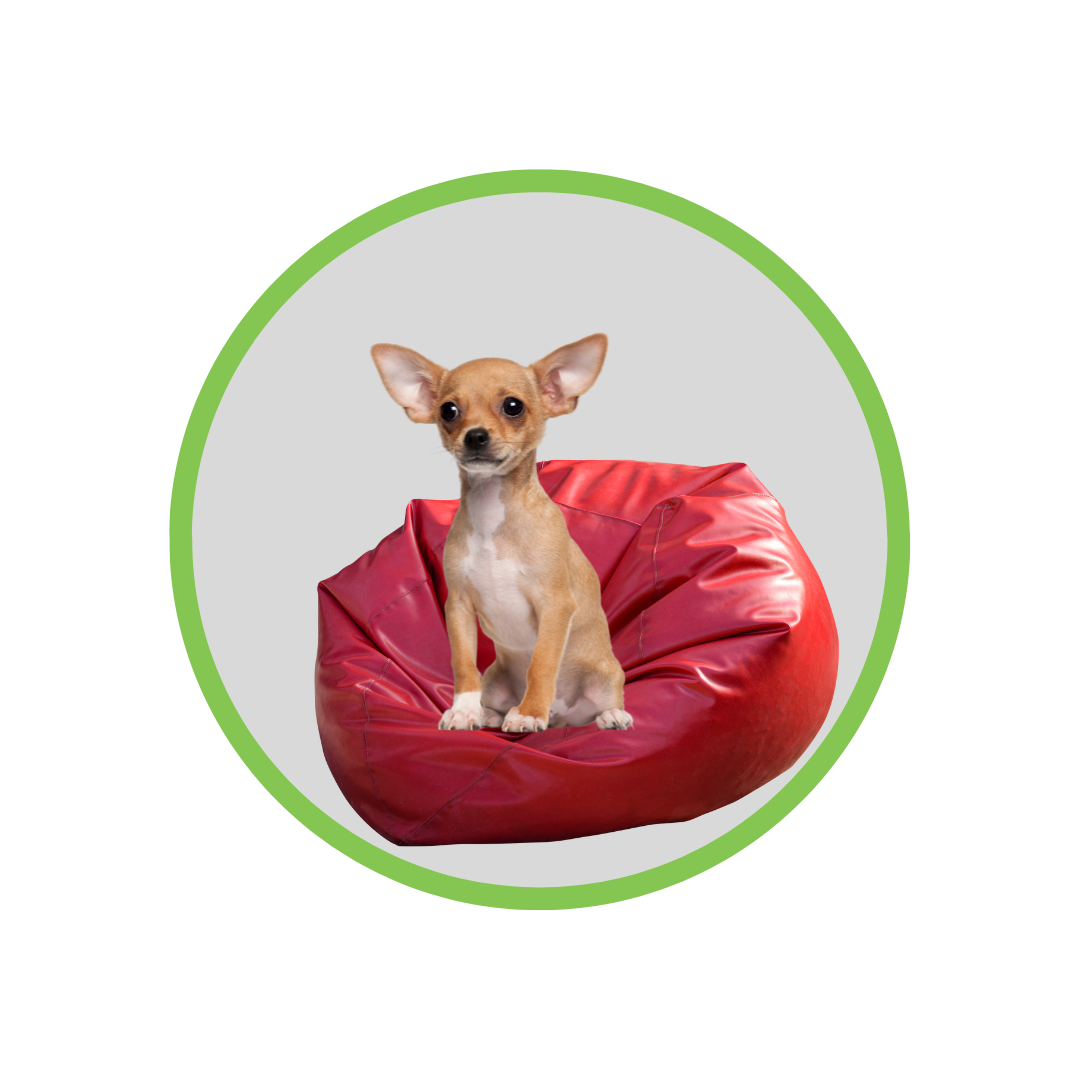 Smart Security for Pets | Pet Security Cameras | Action24